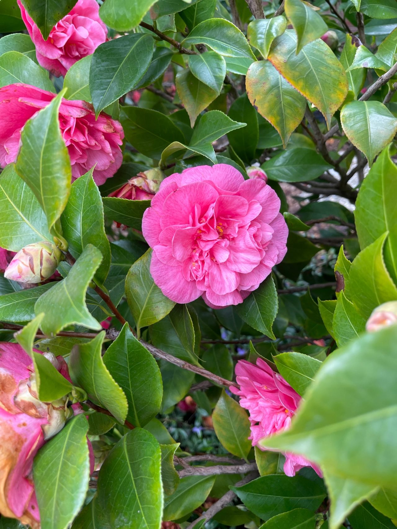 Home - Little Love Press